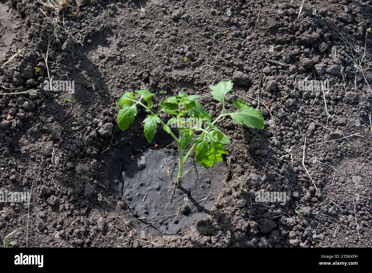 Seedlings of tomato plant growing in garden. young sprout tomato ...