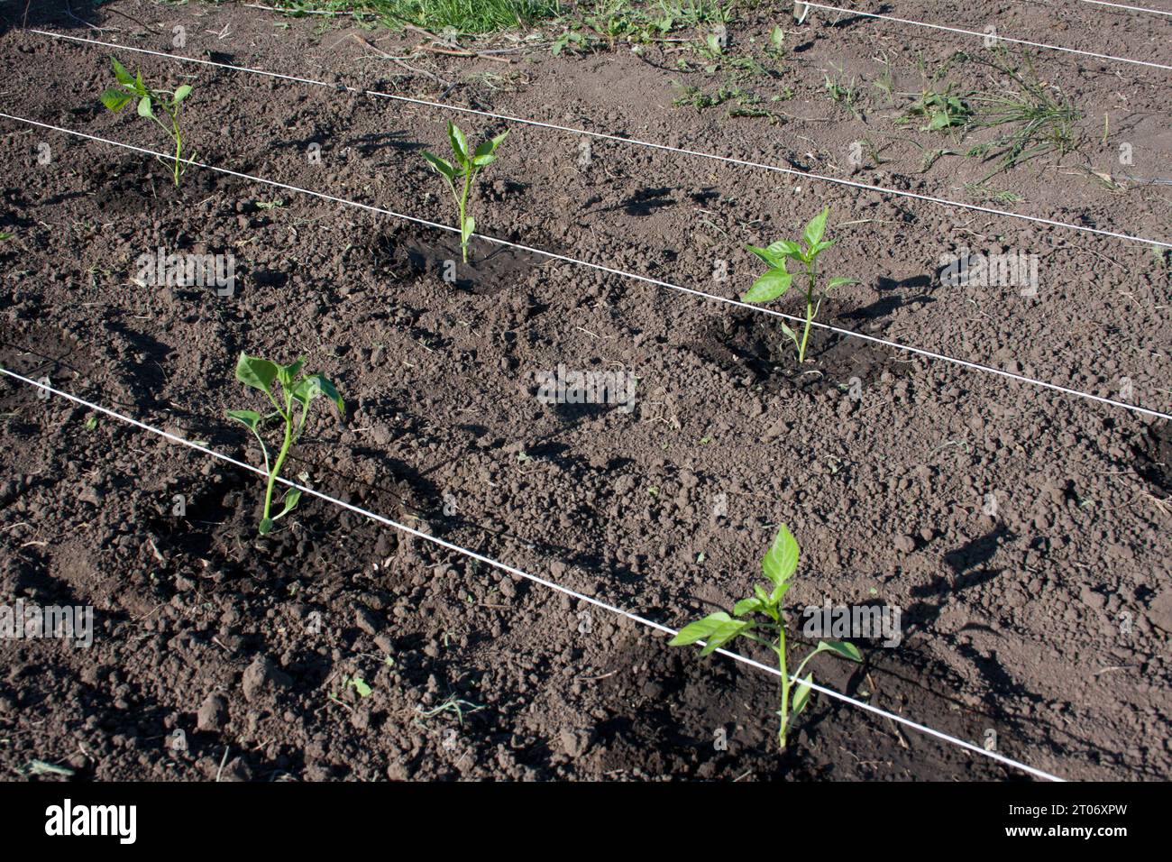 Seedlings of sweet pepper growing in garden. young sprout peppers ...