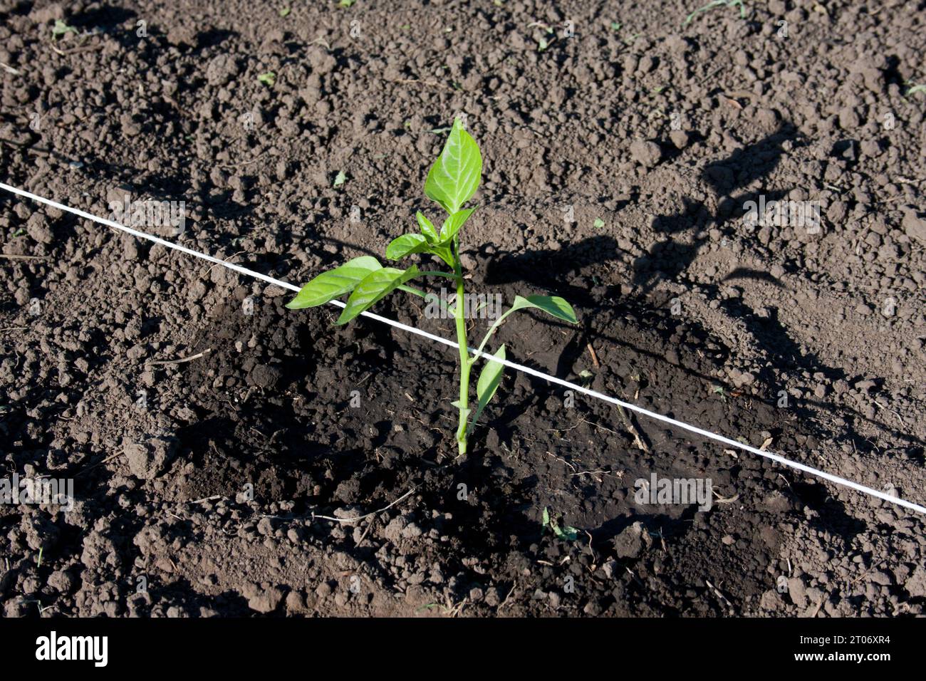 Seedlings of sweet pepper growing in garden. young sprout pepper ...