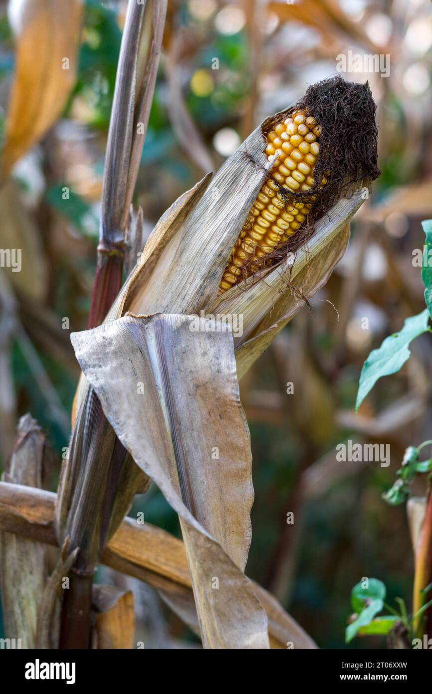 Vertical photo of an ear of corn still covered in its covering of dry ...