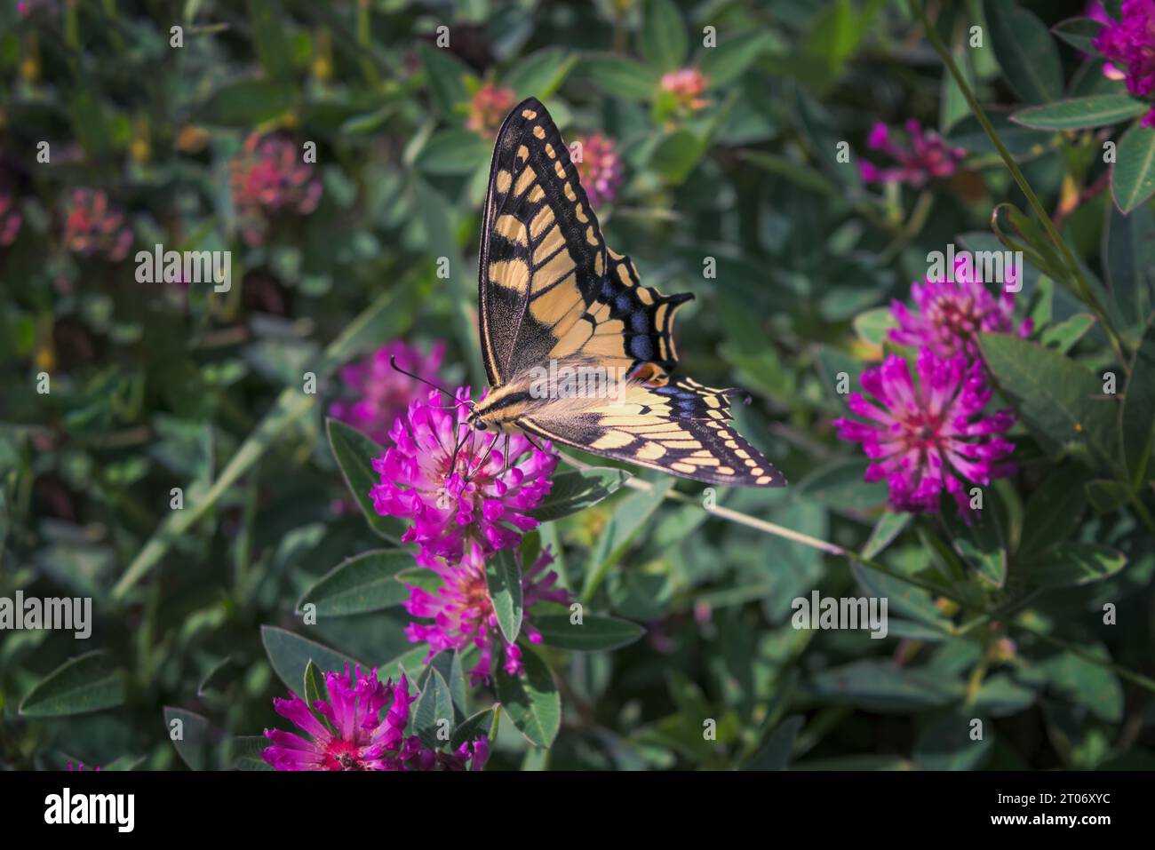 Old World Swallowtail butterfly - Papilio machaon, beautiful colored ...