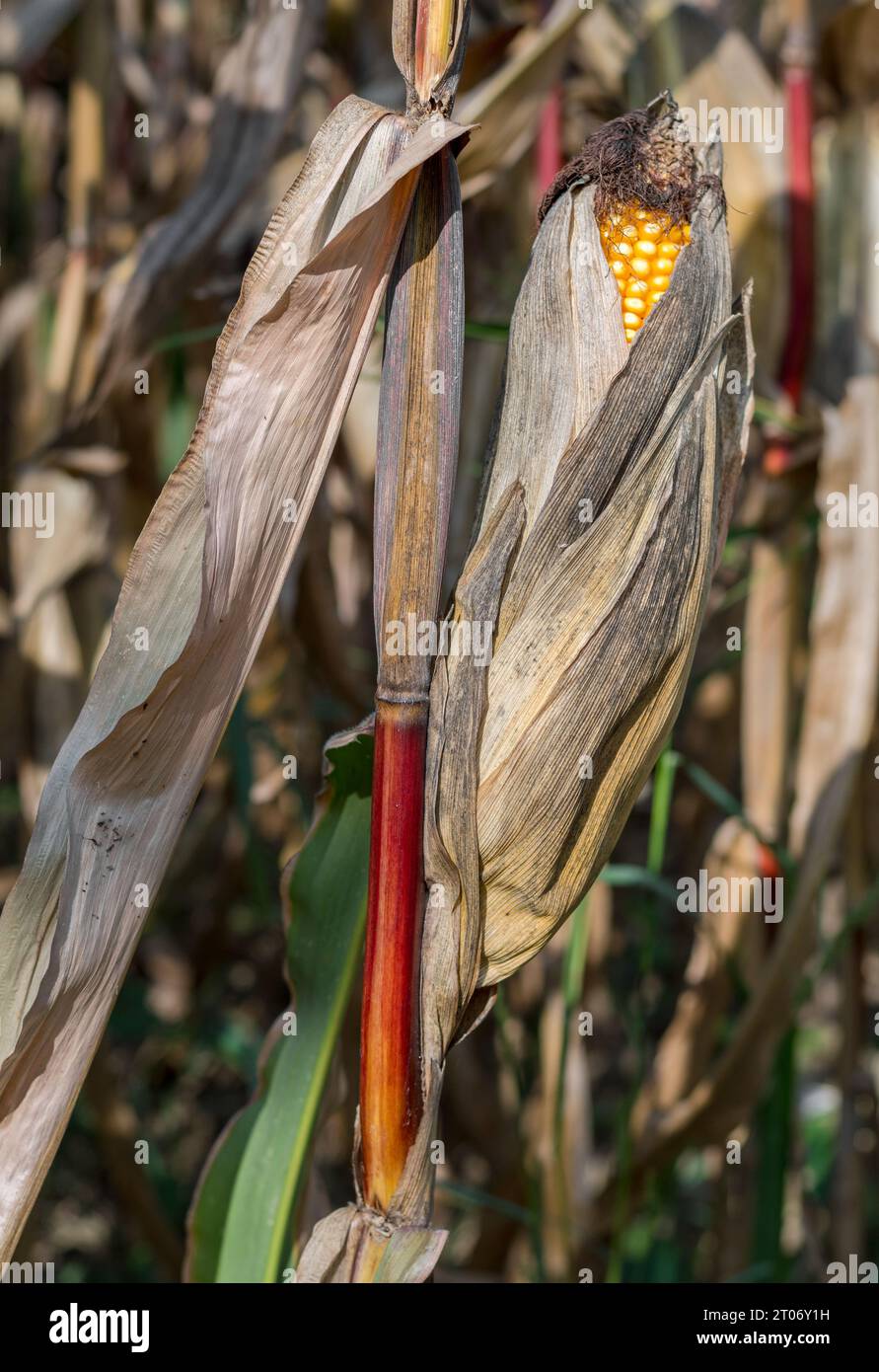 Vertical photo of an ear of corn still covered in its covering of dry ...