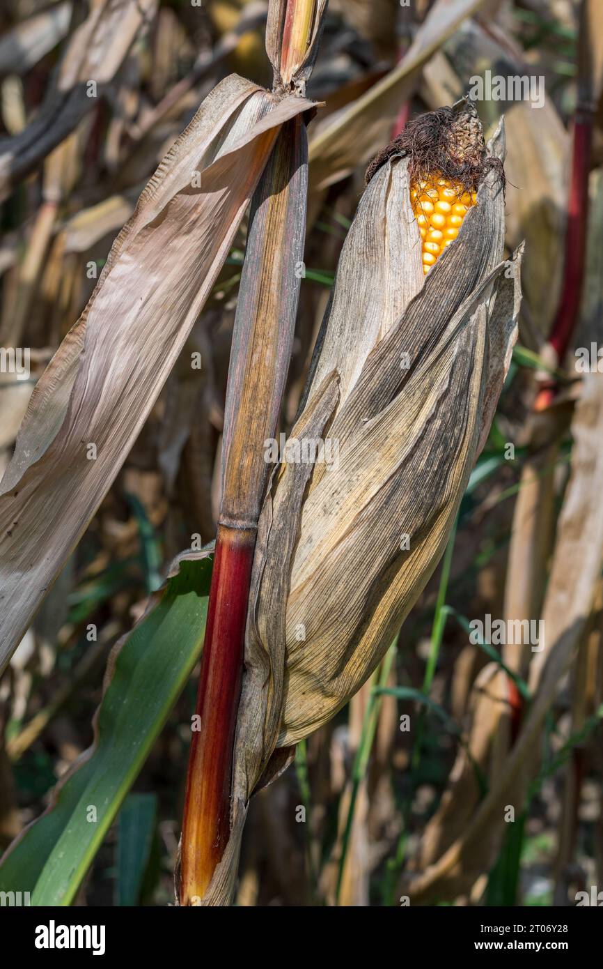 Vertical photo of an ear of corn still covered in its covering of dry leaves in a corn field ...