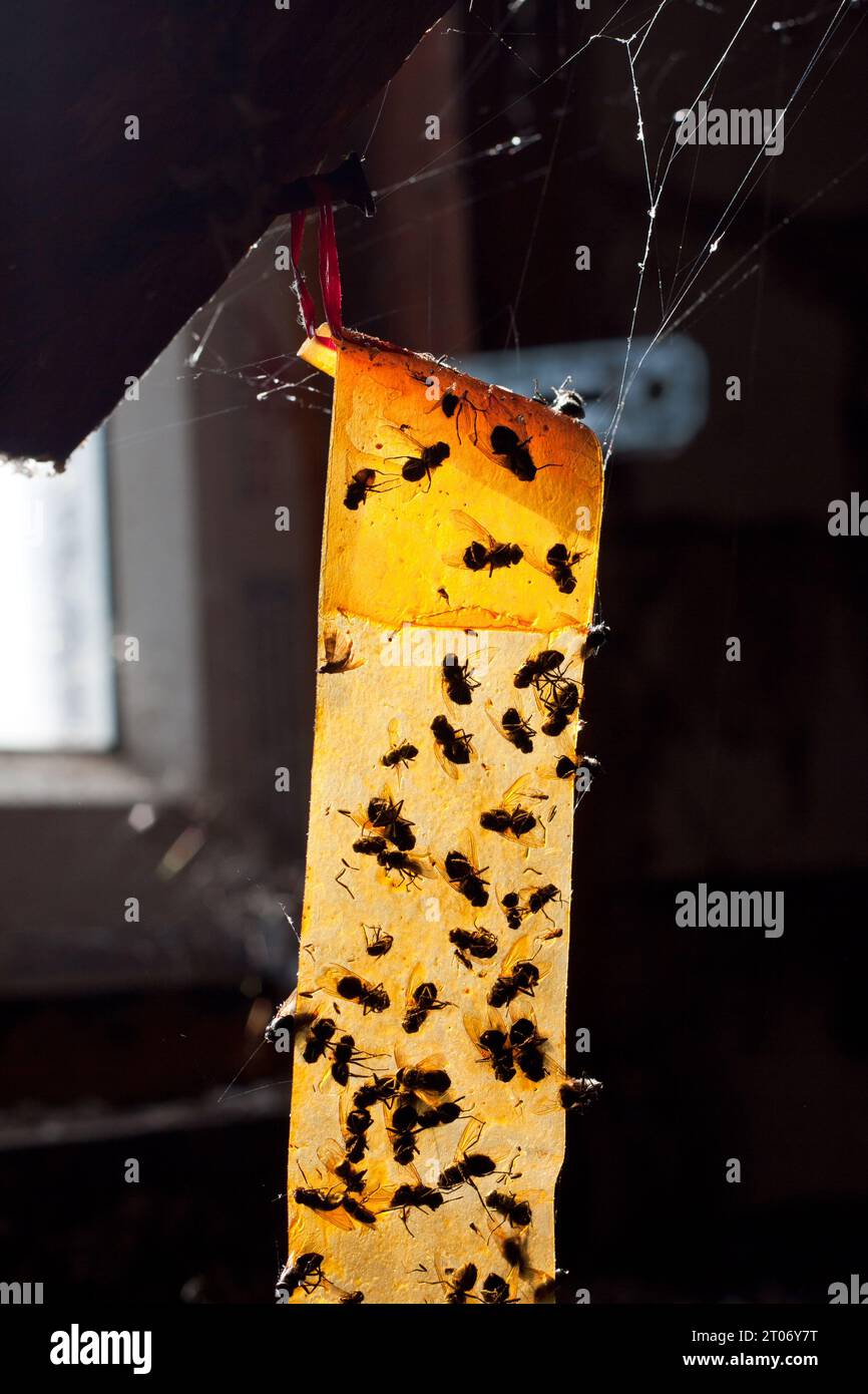 Flycatcher with many dead flies. Sticky tape from flies hangs in the ...