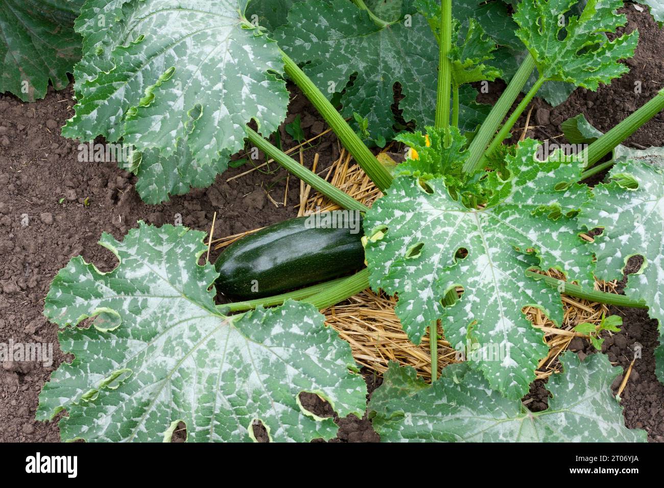 Beautiful zucchini bush with large green leaves with a pattern of ...
