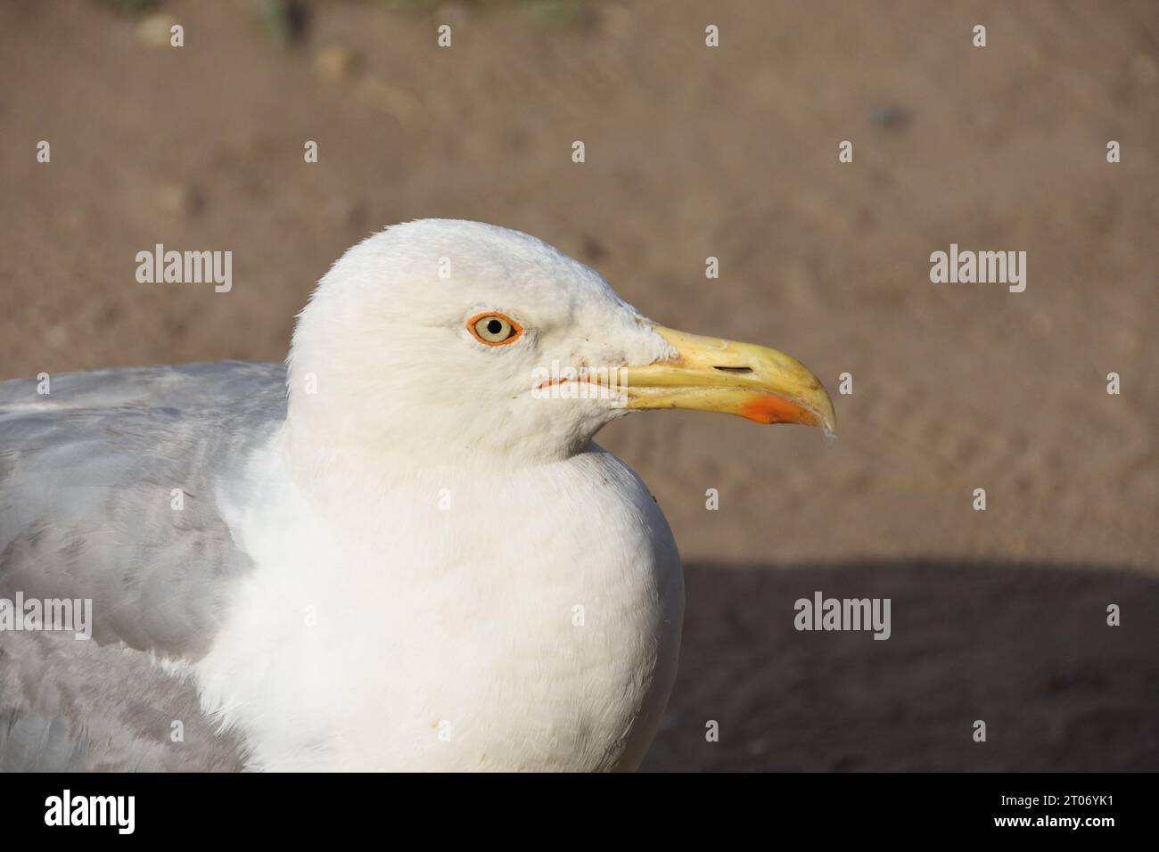 Closeup, right side, head shot of Yellow-legged gull in Rome, Italy ...