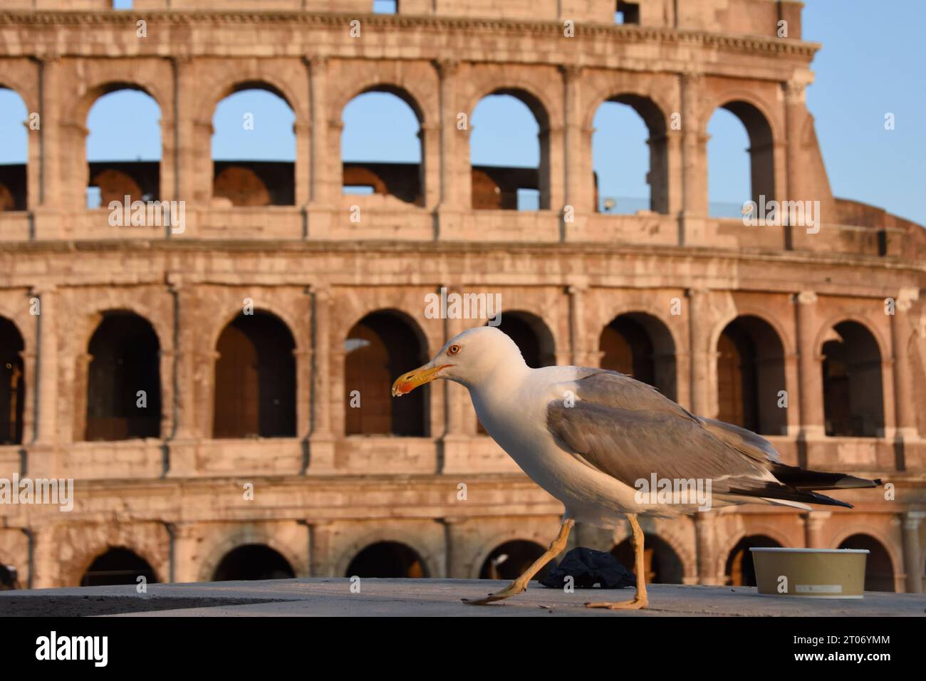 A Yellow-legged gull in front of Colosseum, the largest and the most ...