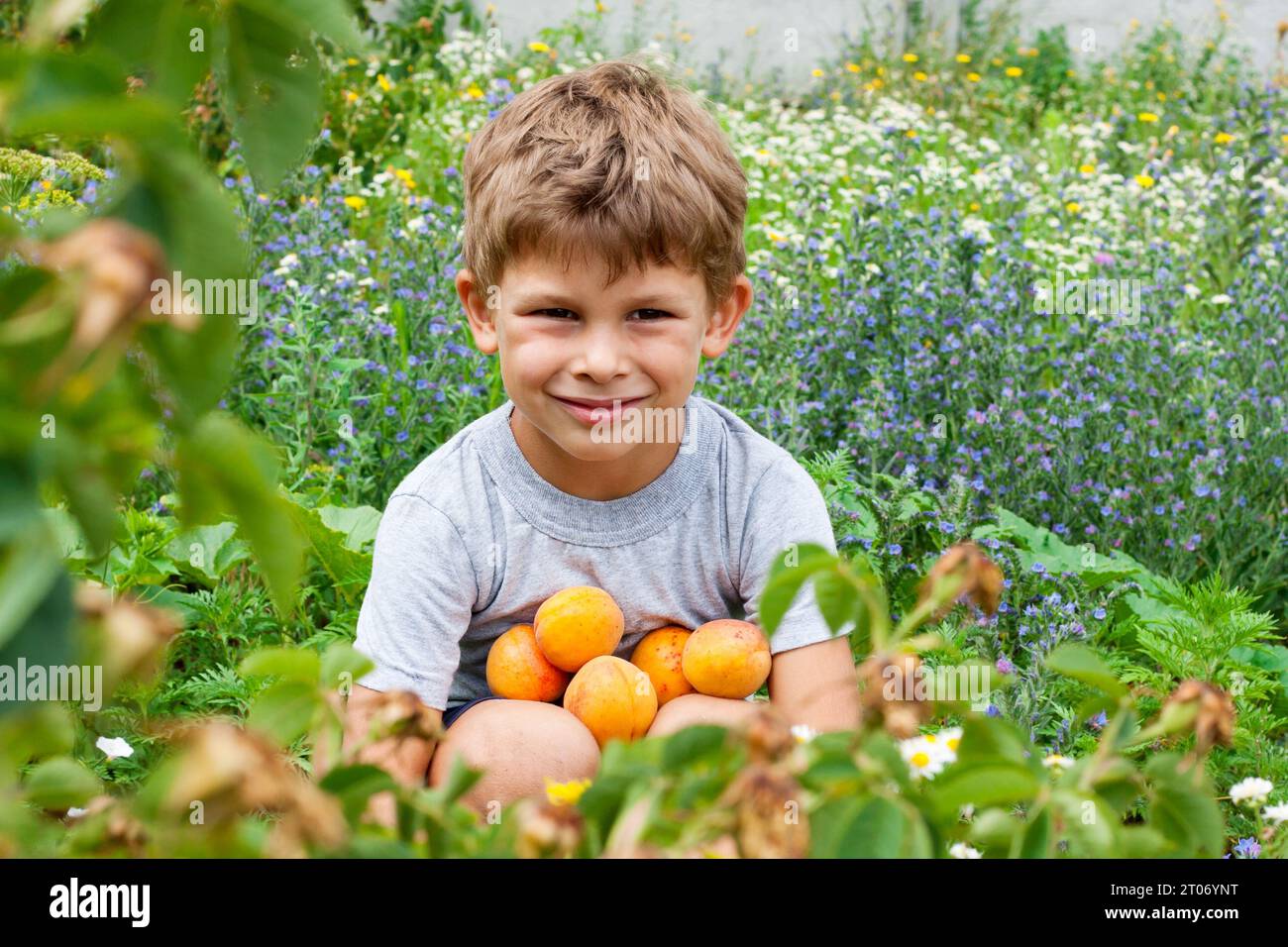 child with apricot harvest. happy cute boy sits in meadow with wild ...