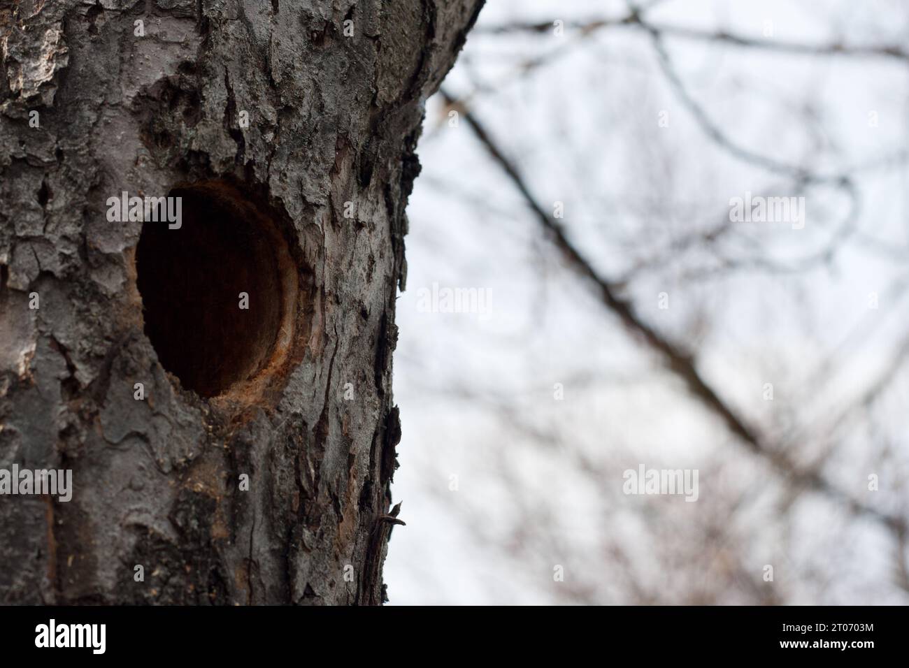 round hole made by woodpecker in trunk of an old fruit tree ...