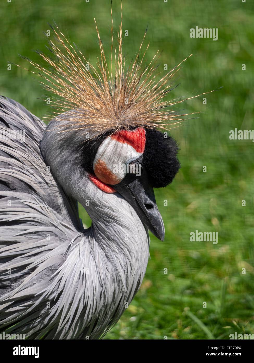 eautiful bird, Grey Crowned Crane with blue eye and red wattle Stock ...
