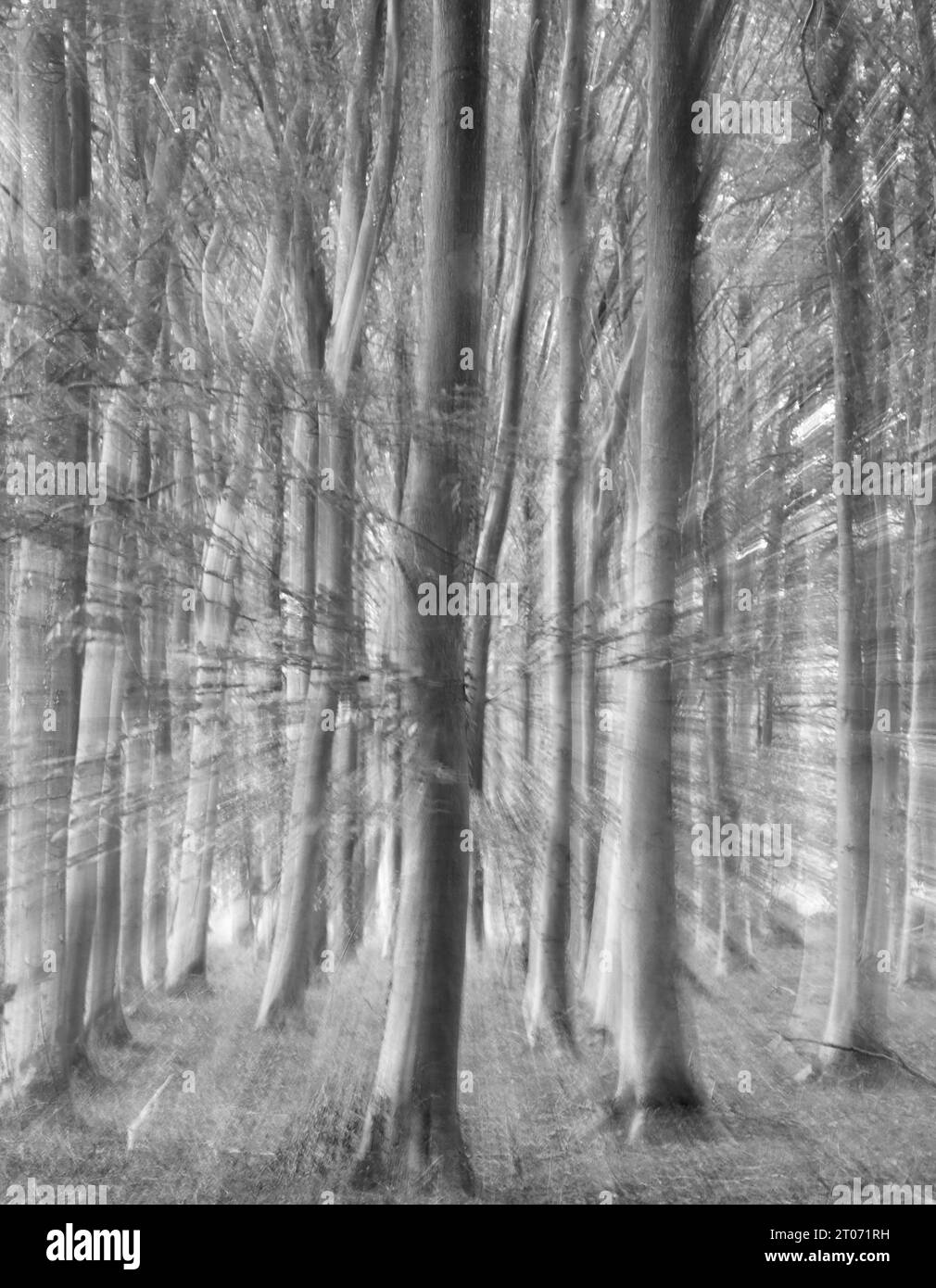 Woodland trees with crative blur and intentional camera movement Stock ...