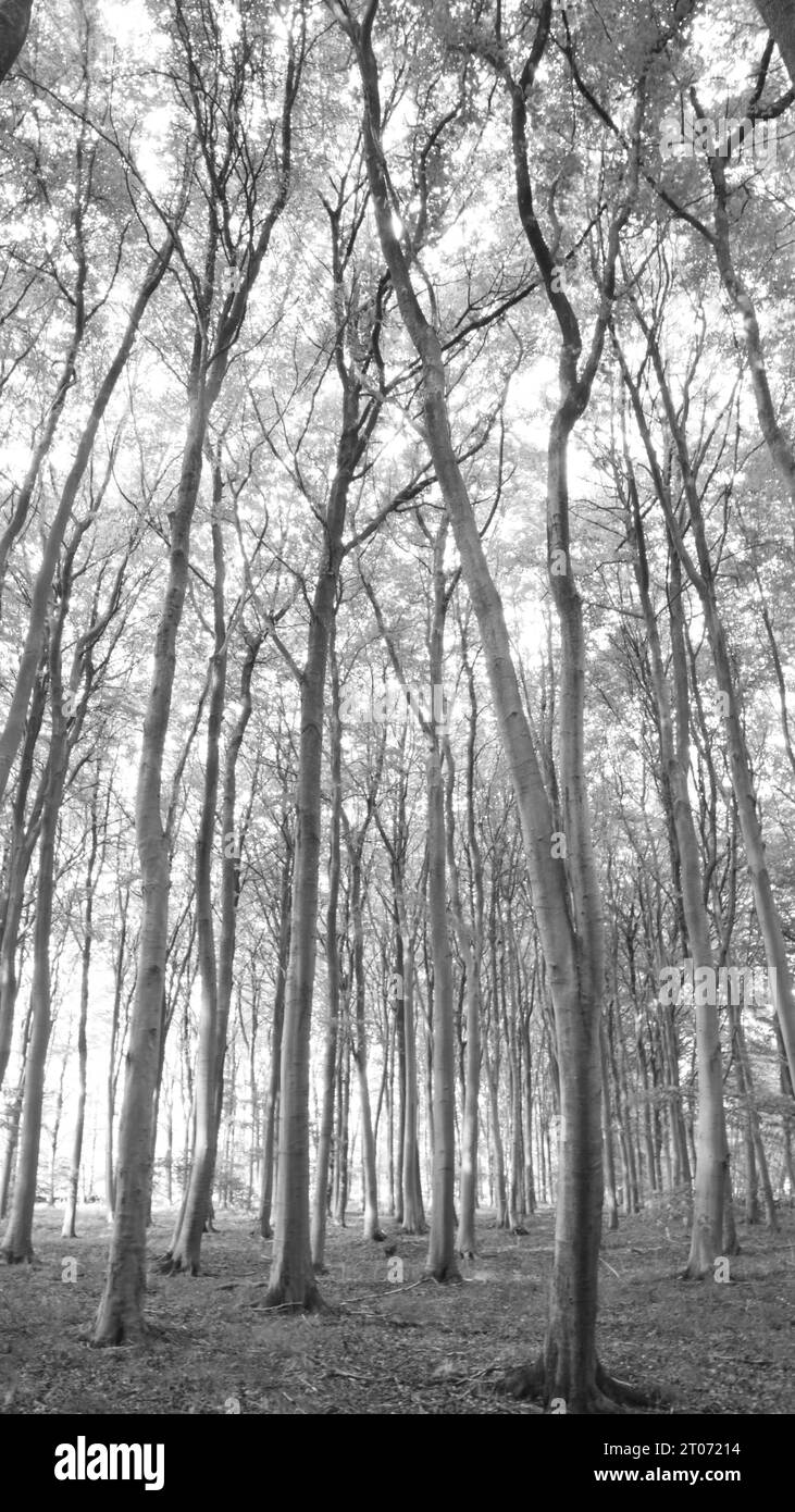 Woodland trees with crative blur and intentional camera movement Stock ...