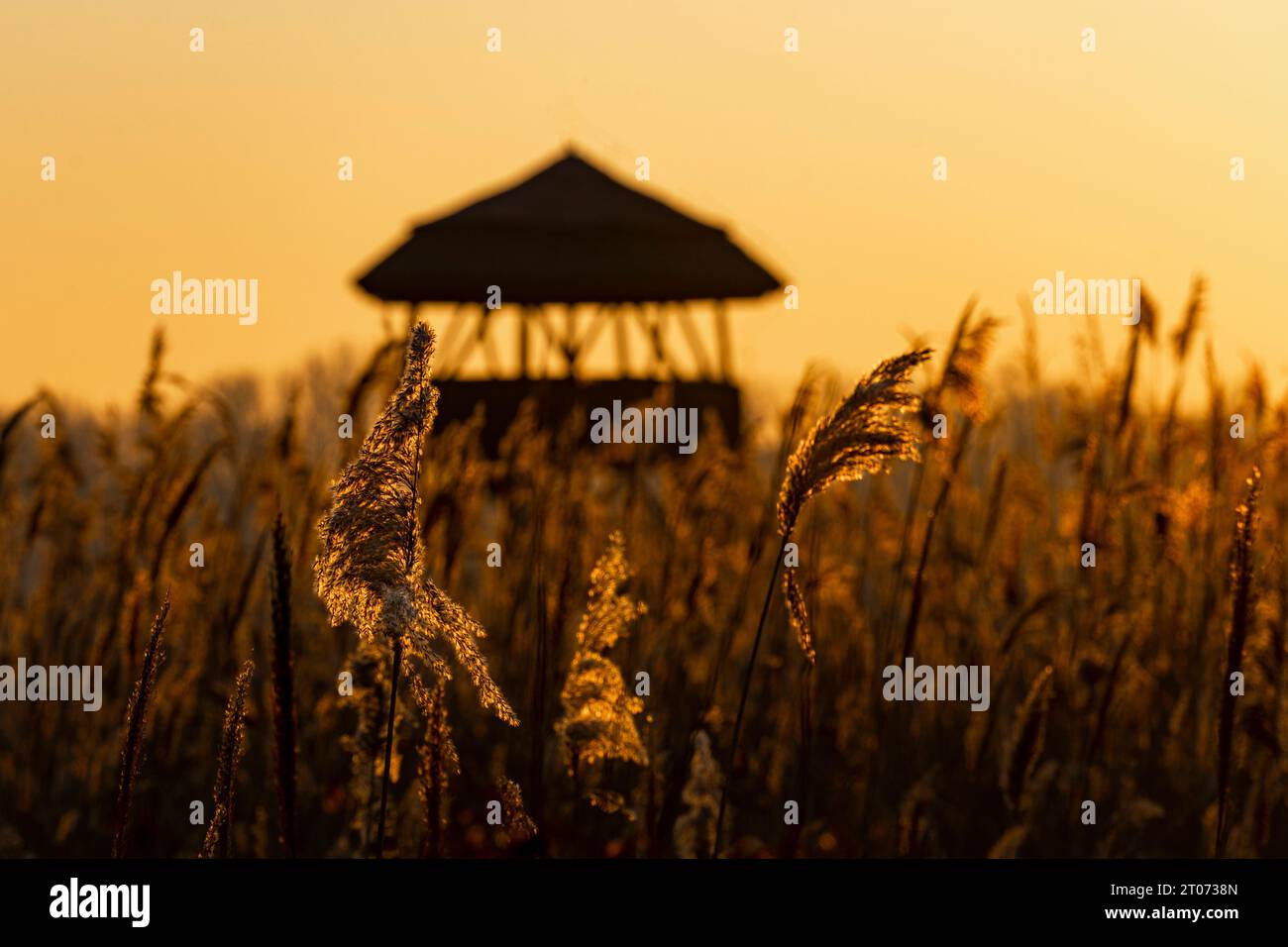 Winter lake and reed tree with lookout point at sunset in yellowish ...