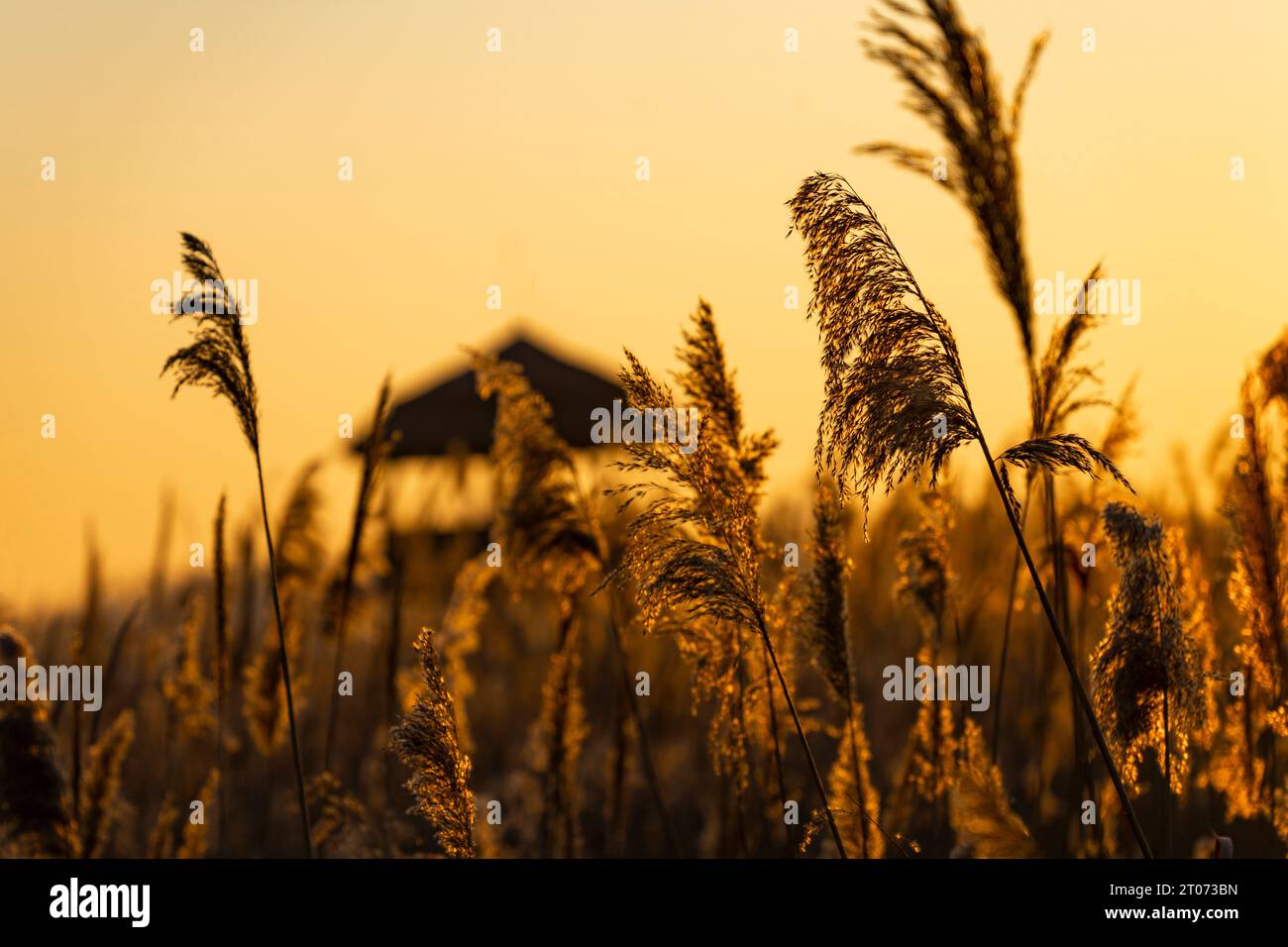 Winter lake and reed tree with lookout point at sunset in yellowish ...