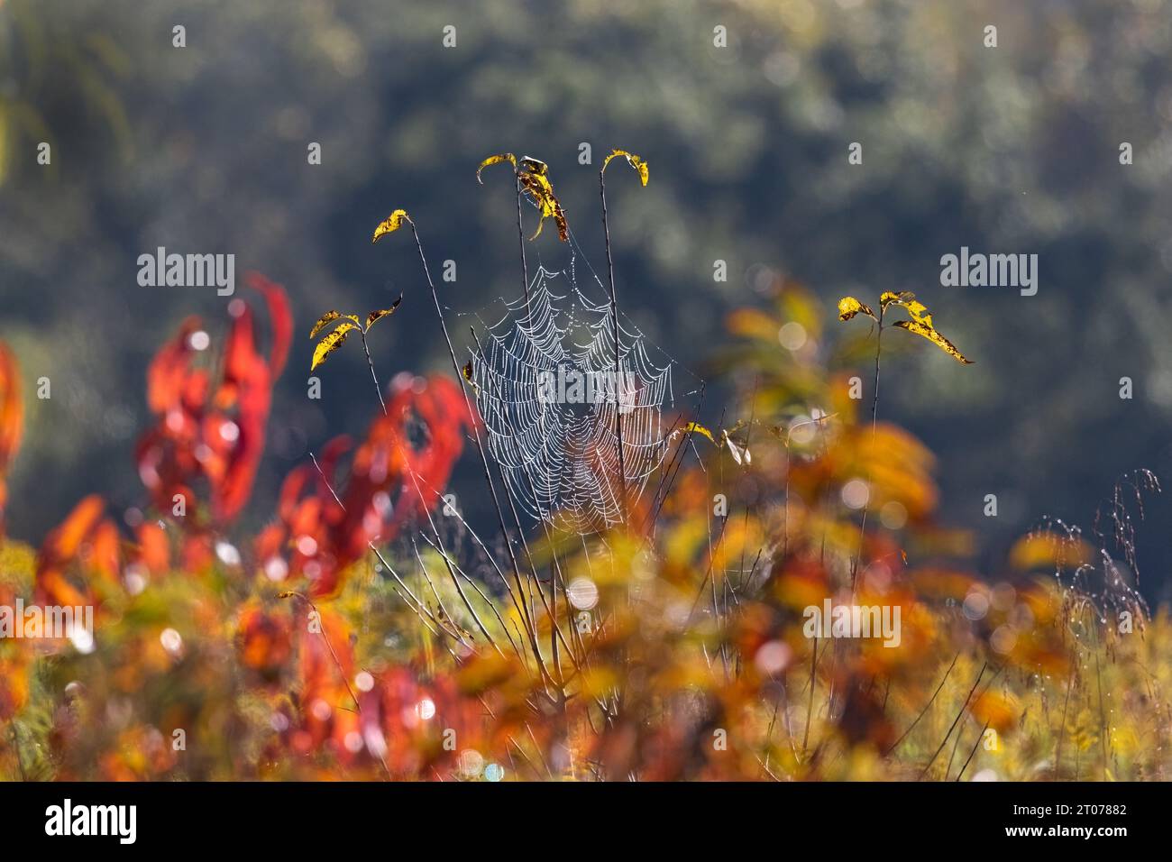large perfect spider-web covered in dew framed by bokeh autumn colors ...