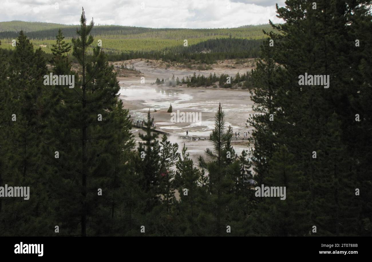 Grand view of geyser basin framed by pines steam rising and mountains ...