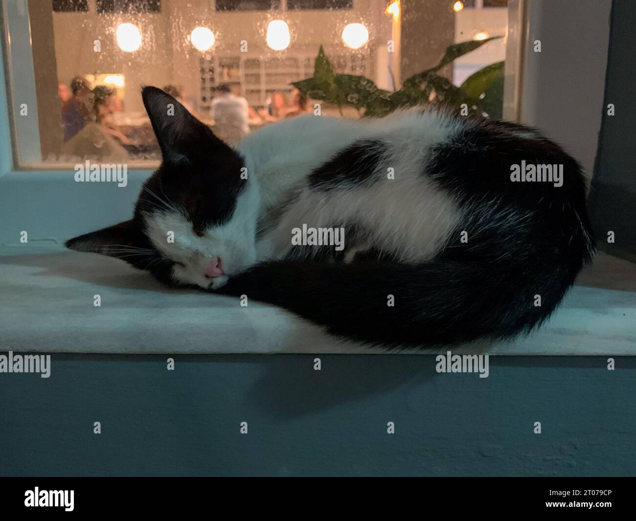 Adorable and beautiful stray kitten sleeping on a window ledge in ...