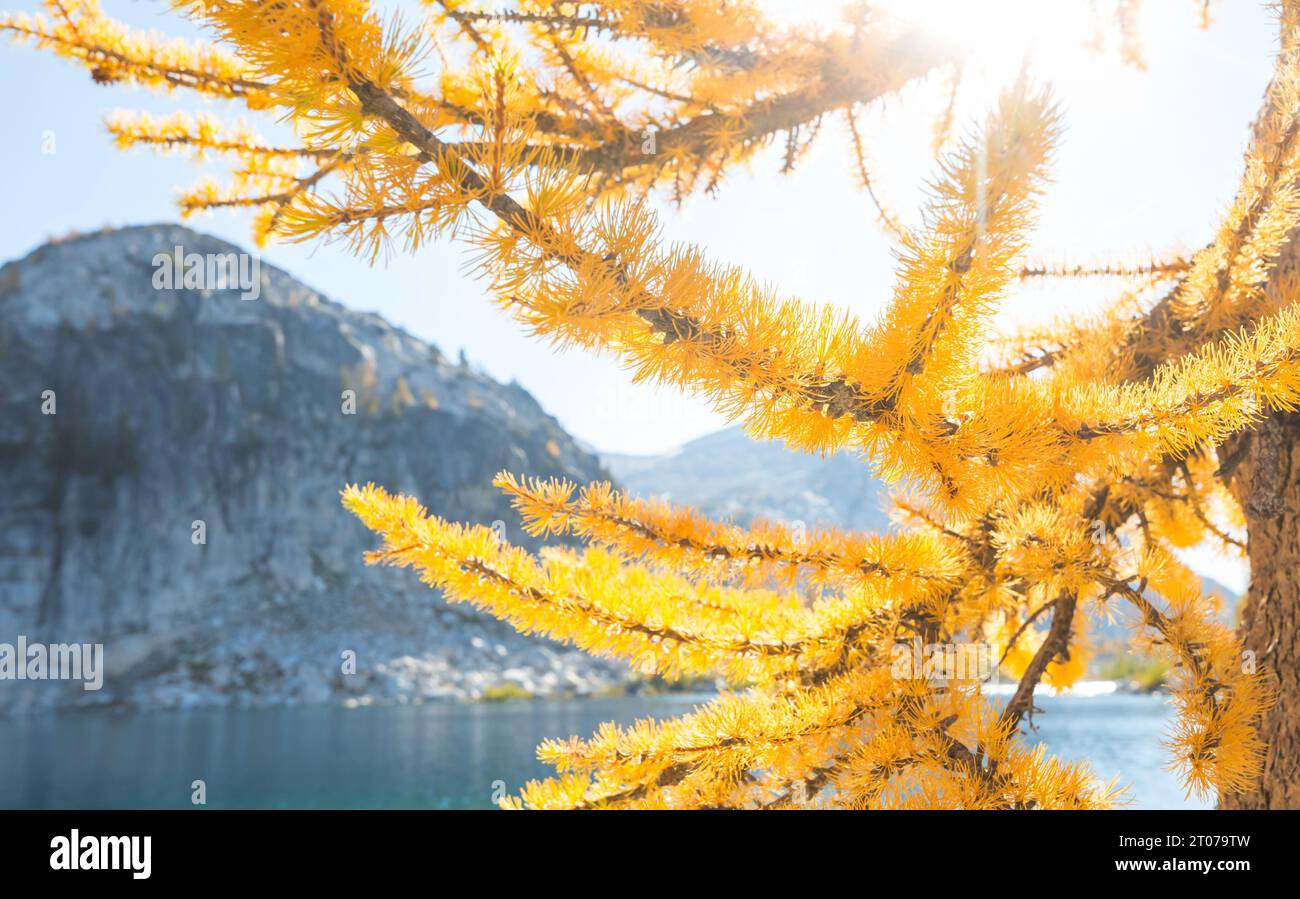 Beautiful golden larches in mountains, Fall season Stock Photo - Alamy