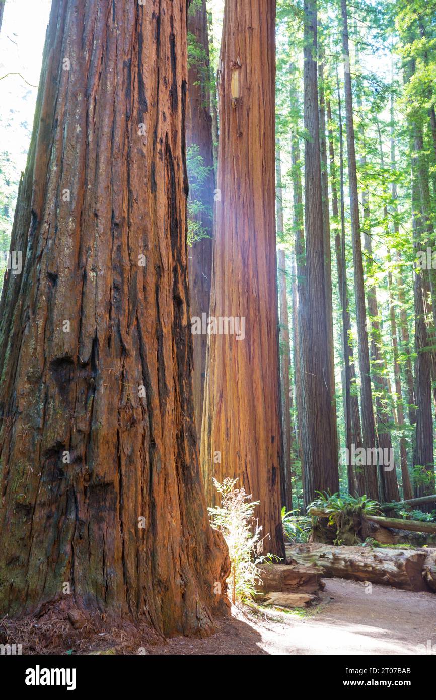 A beautiful forest of giant sequoias in California, USA Stock Photo - Alamy