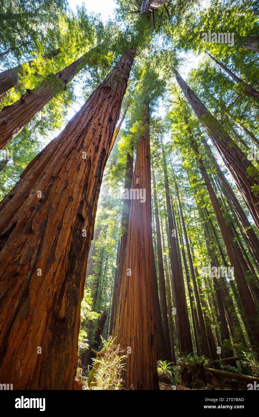 A beautiful forest of giant sequoias in California, USA Stock Photo - Alamy