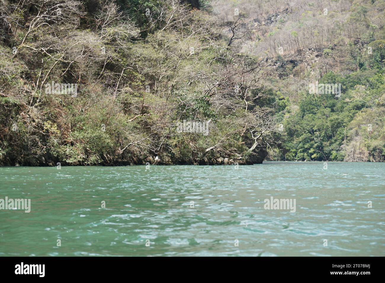 Jungle, river, grijalva river, vegetation, trees, birds, shadows at ...