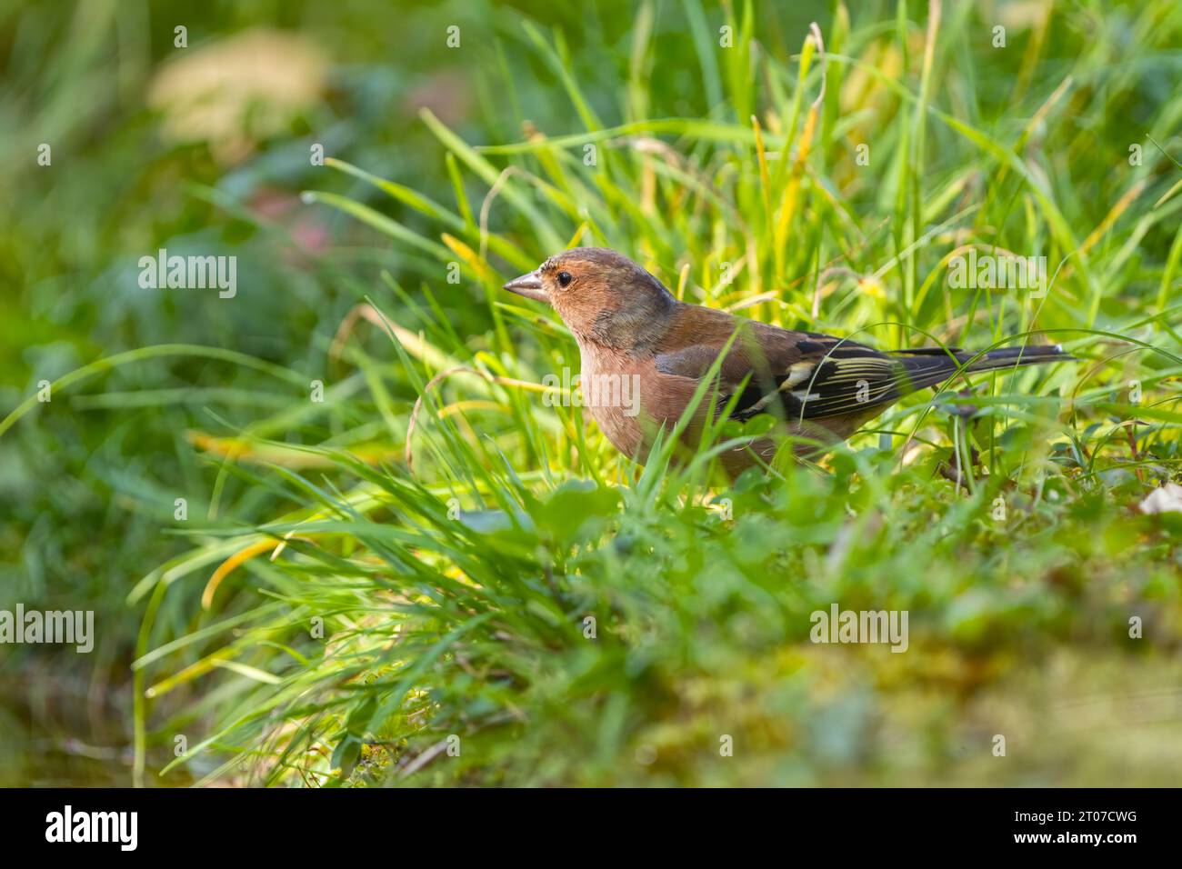 Bird Common Chaffinch, Fringilla coelebs close-up in the autumn forest ...