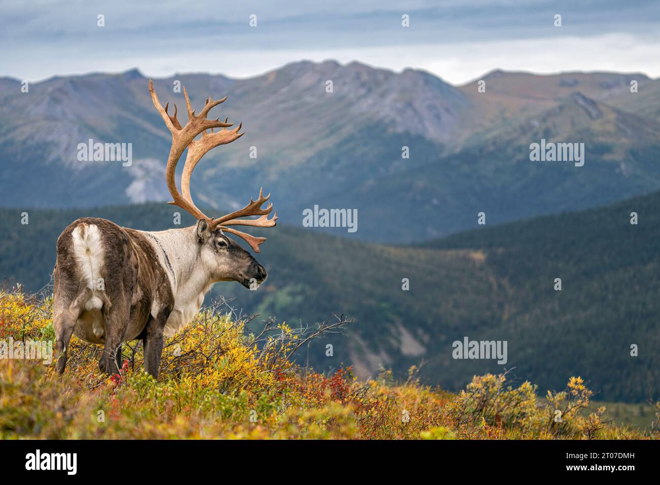 Alaska trophy caribou hi-res stock photography and images - Alamy