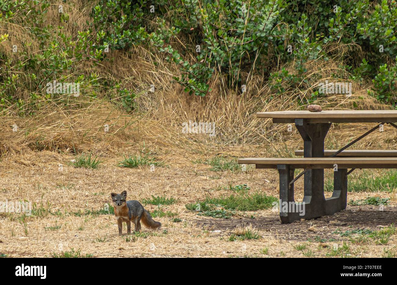 Santa Cruz Island, CA, USA - September 14, 2023: An Island Fox ...