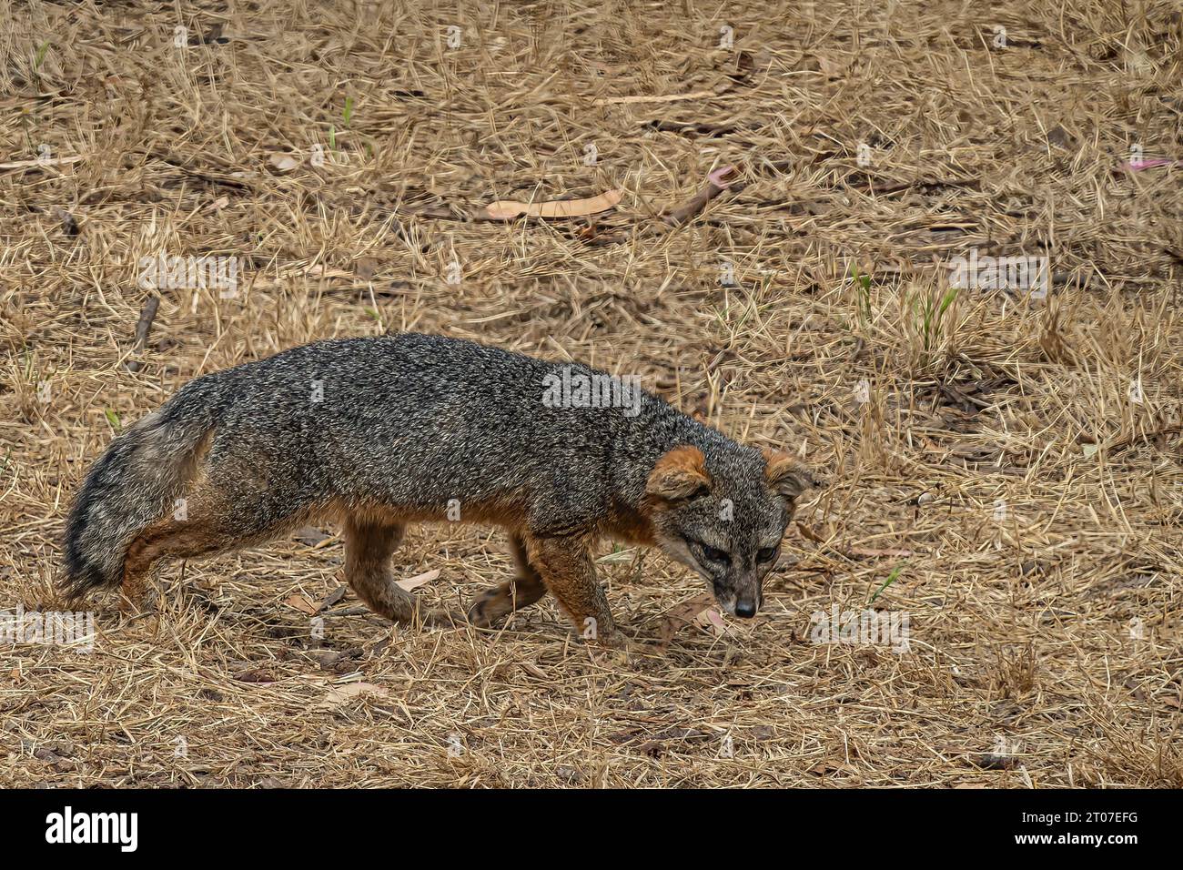 Santa Cruz Island, CA, USA - September 14, 2023: Closeup of Island Fox ...