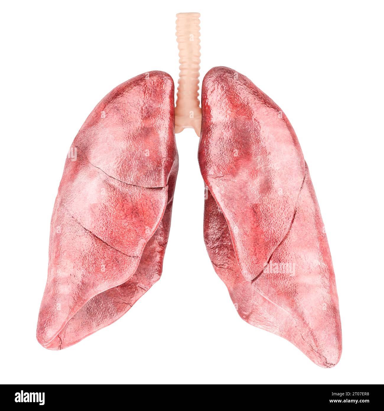 Human lungs, front view. 3D rendering isolated on white background ...