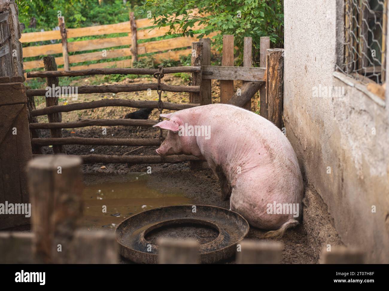 Big pig playing in mud on pig farm Stock Photo - Alamy
