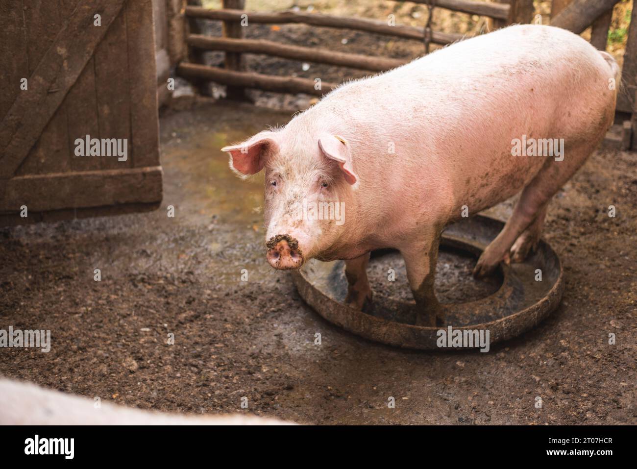 Pig playing in mud hi-res stock photography and images - Alamy