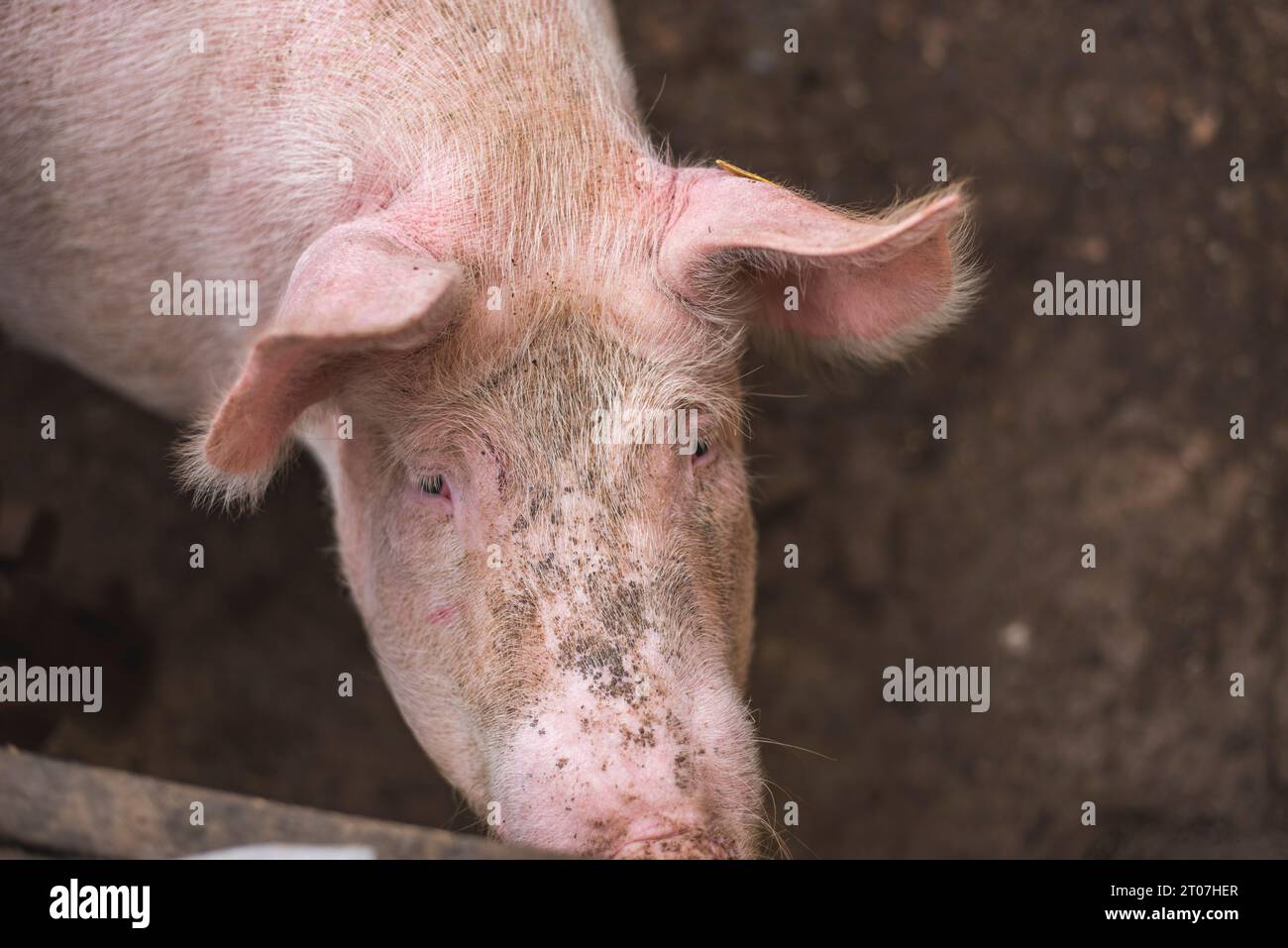 Portrait photo of big pig with mud on face Stock Photo - Alamy