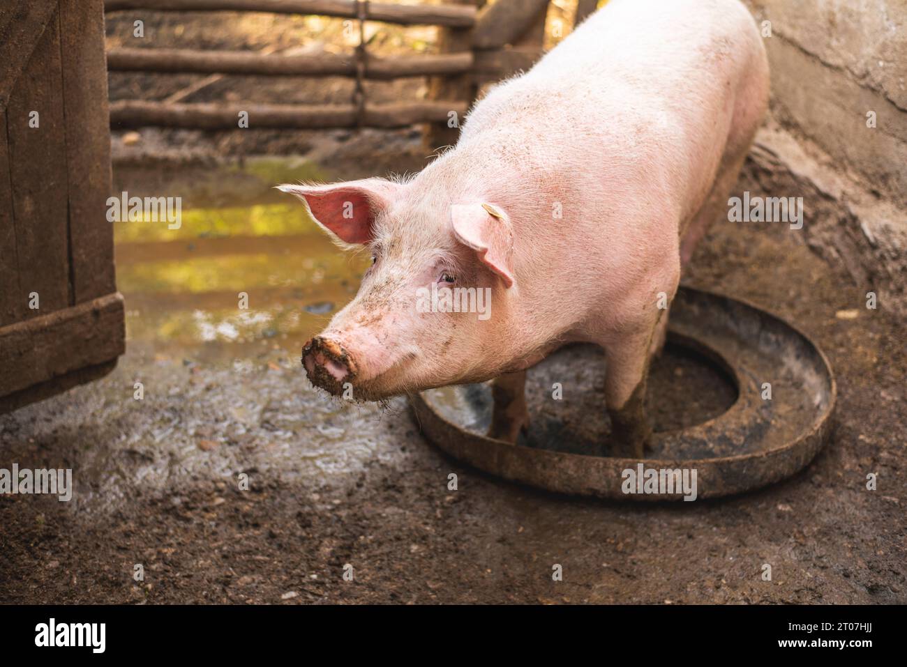 Big pig playing in mud on pig farm Stock Photo - Alamy
