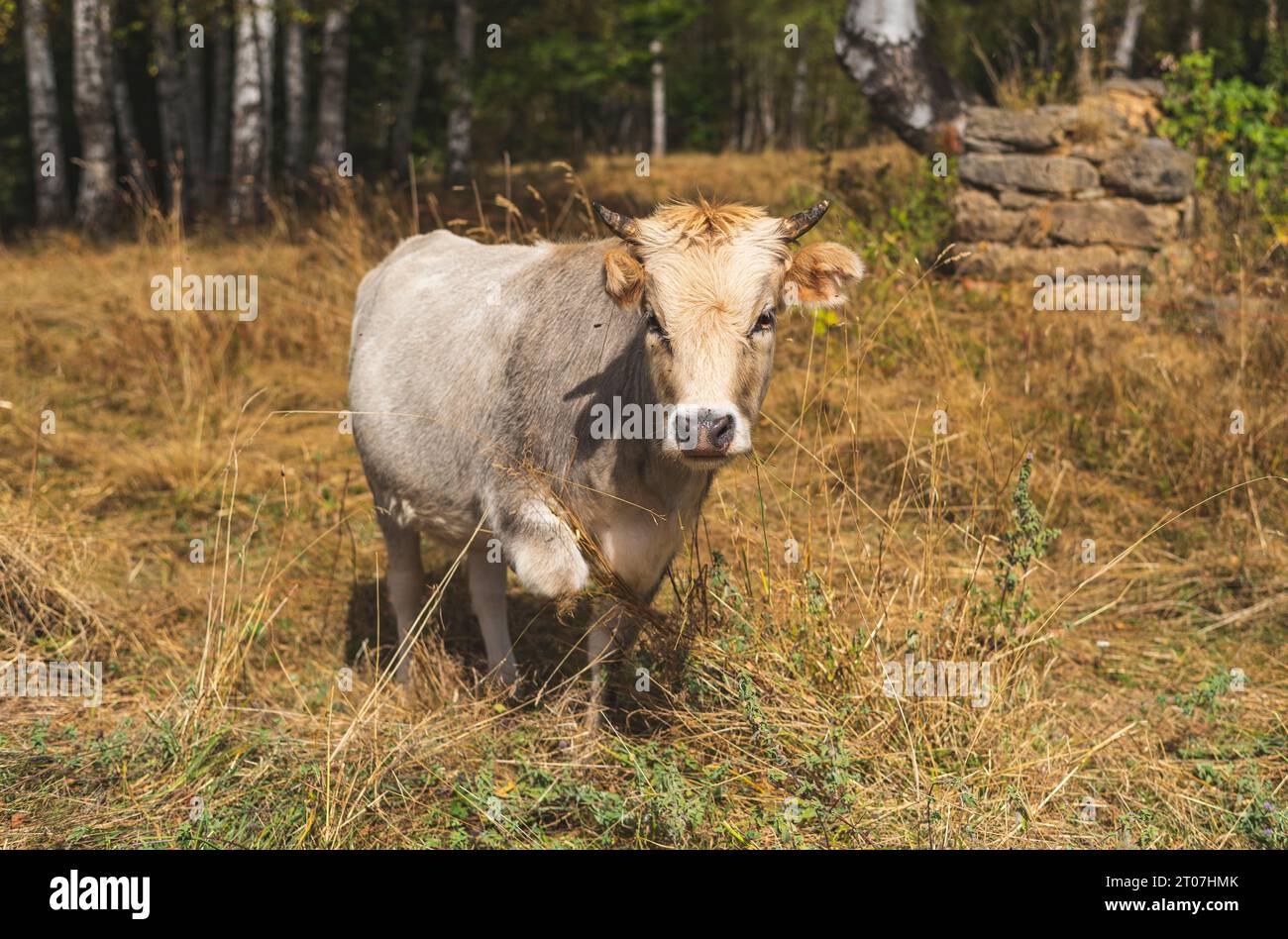 The Busha is a breed or group of breeds of small short-horned cattle ...