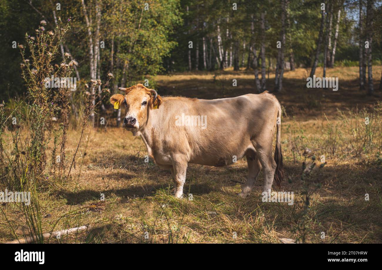 Short horned breeds hi-res stock photography and images - Alamy