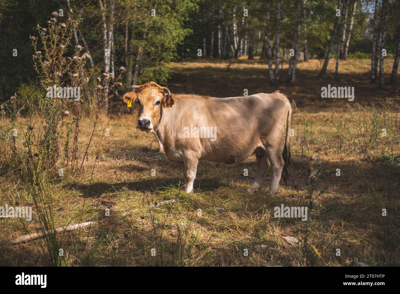 Short horned breeds hi-res stock photography and images - Alamy