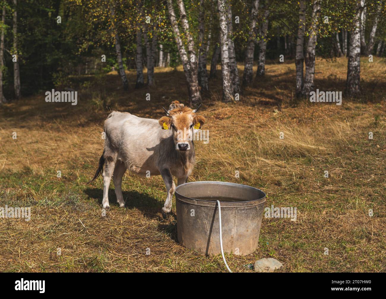 Short horned breeds hi-res stock photography and images - Alamy