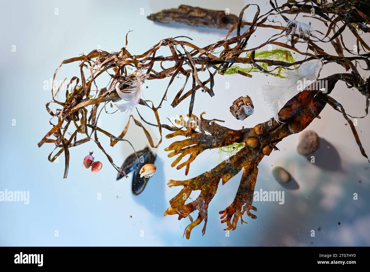 Seaweed, mussel shells, sand and other stranded goods arranged on a ...