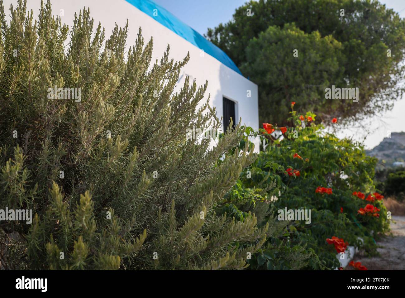 Beautiful plants and flowers grow next to a traditional blue domed ...