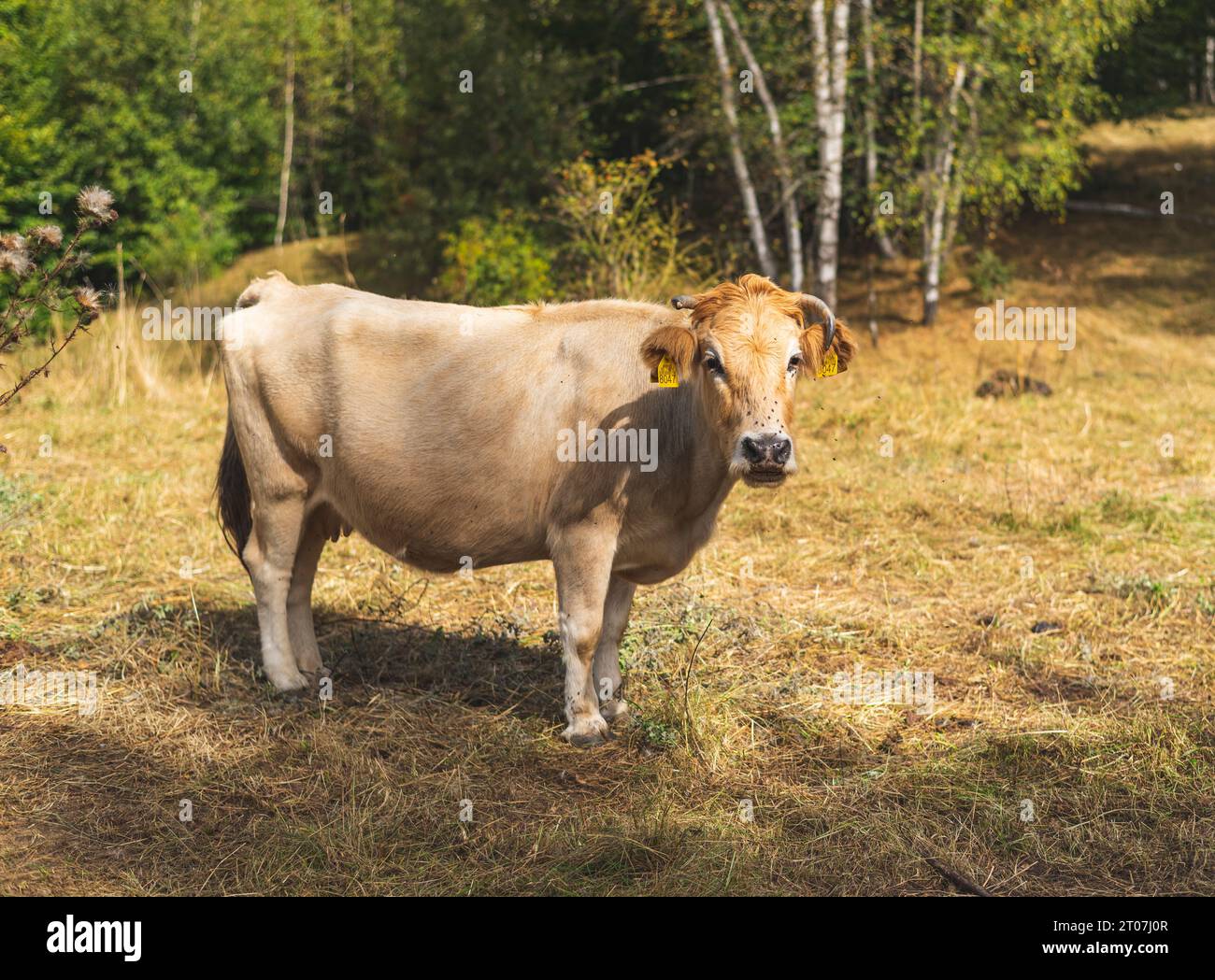 The Busha is a breed or group of breeds of small short-horned cattle ...