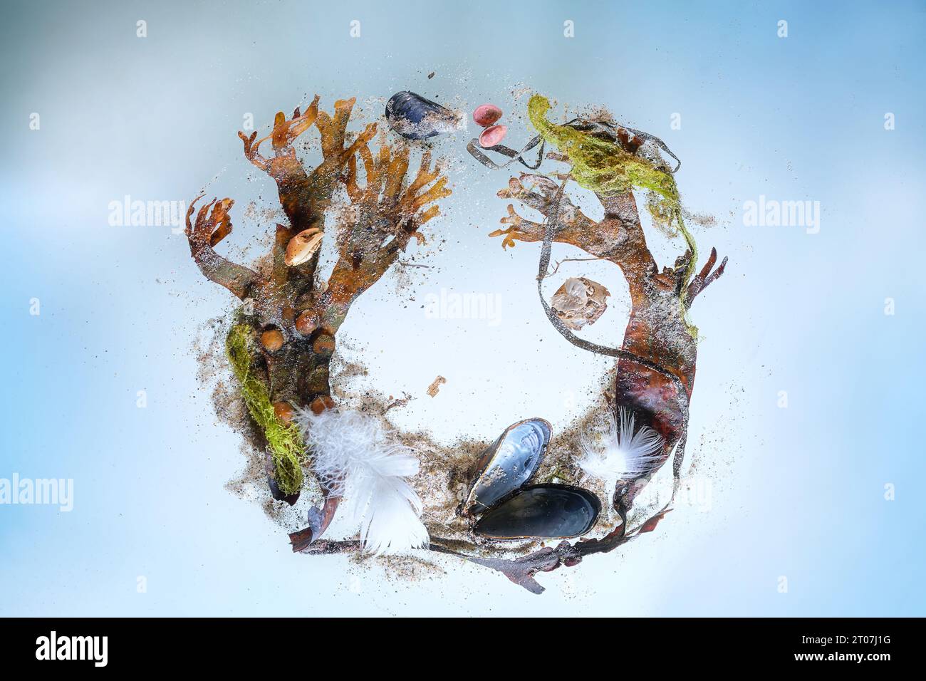 Composition of seaweed, shells, sand and stranded goods in a ring shape ...