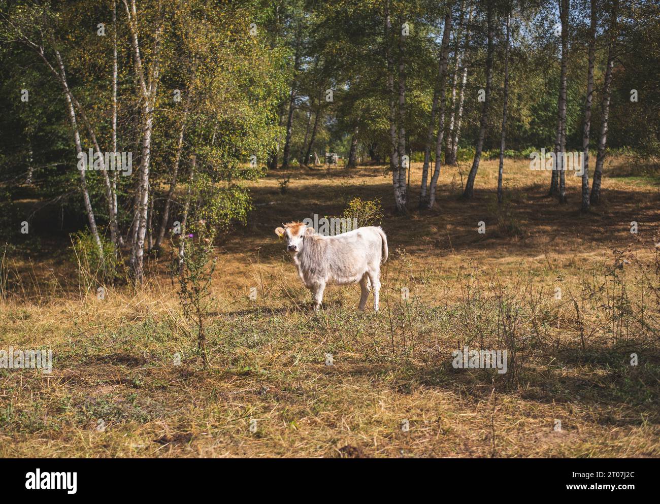 Short horned breeds hi-res stock photography and images - Alamy