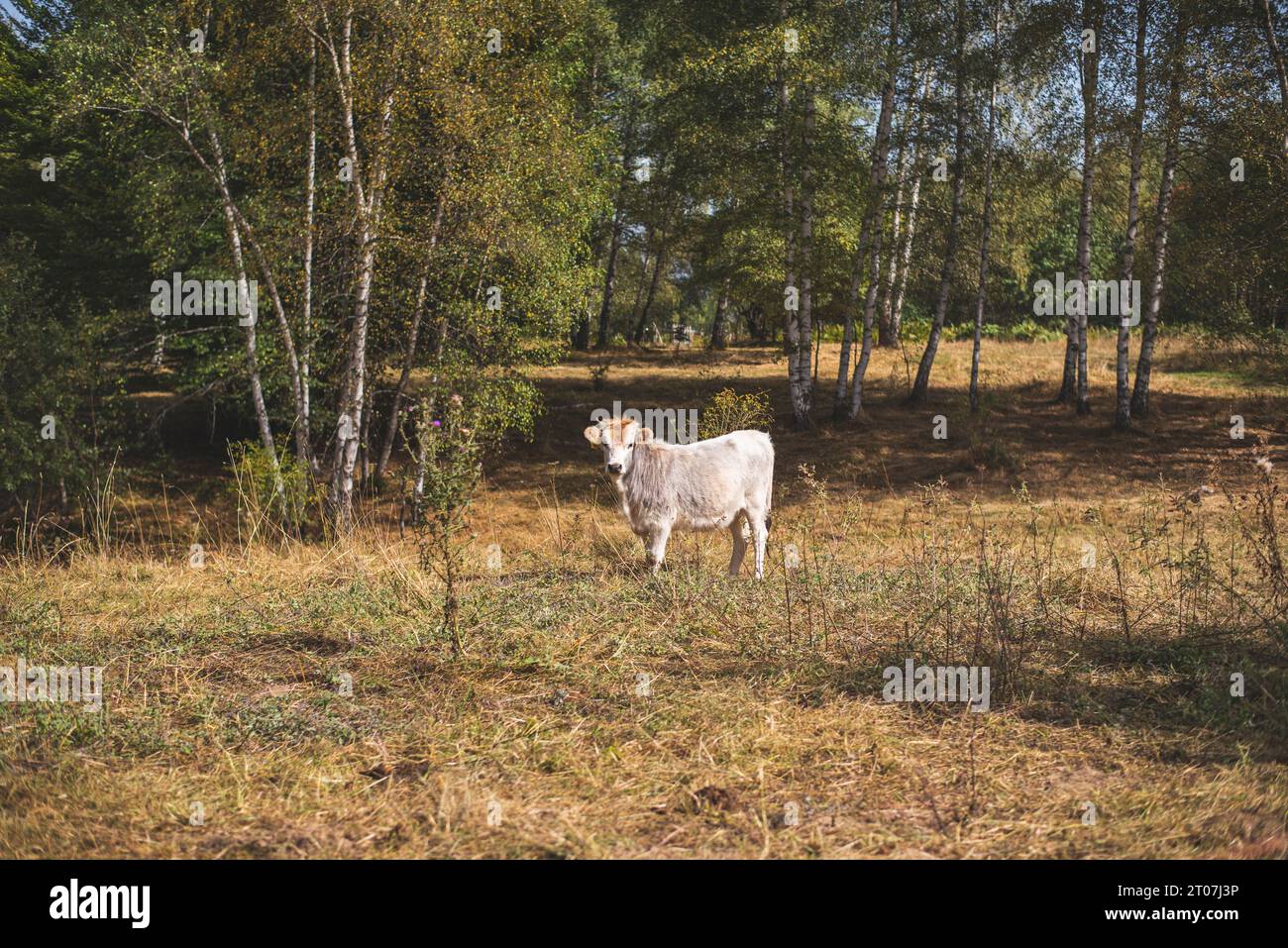 Short horned breeds hi-res stock photography and images - Alamy