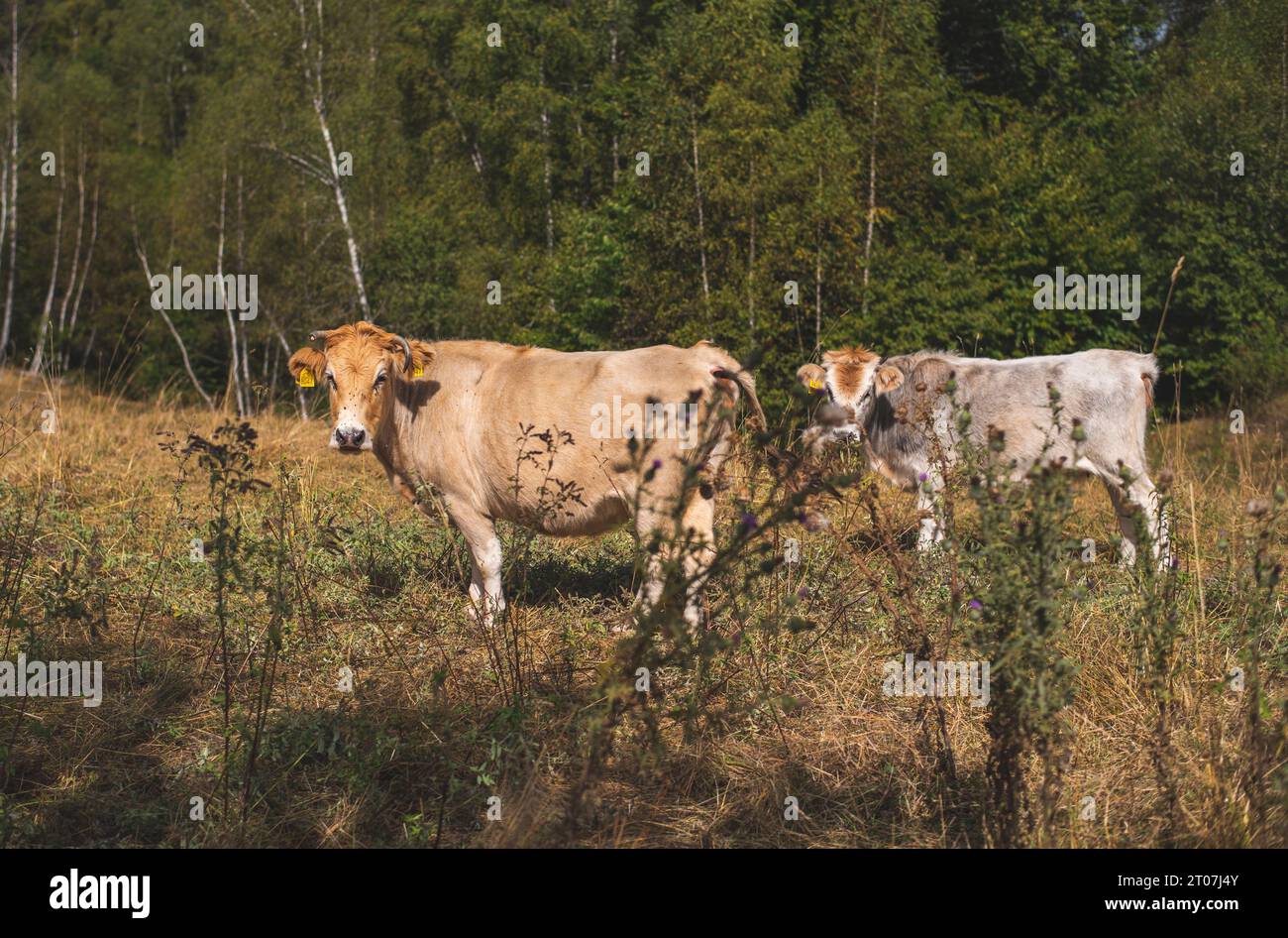 The Busha is a breed or group of breeds of small short-horned cattle ...