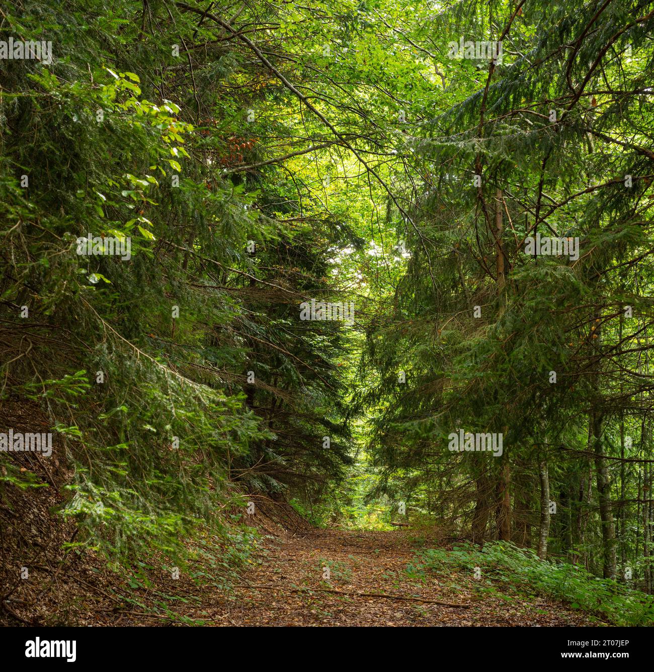 Path through mixed evergreen and beech forest on mountain slope Stock ...