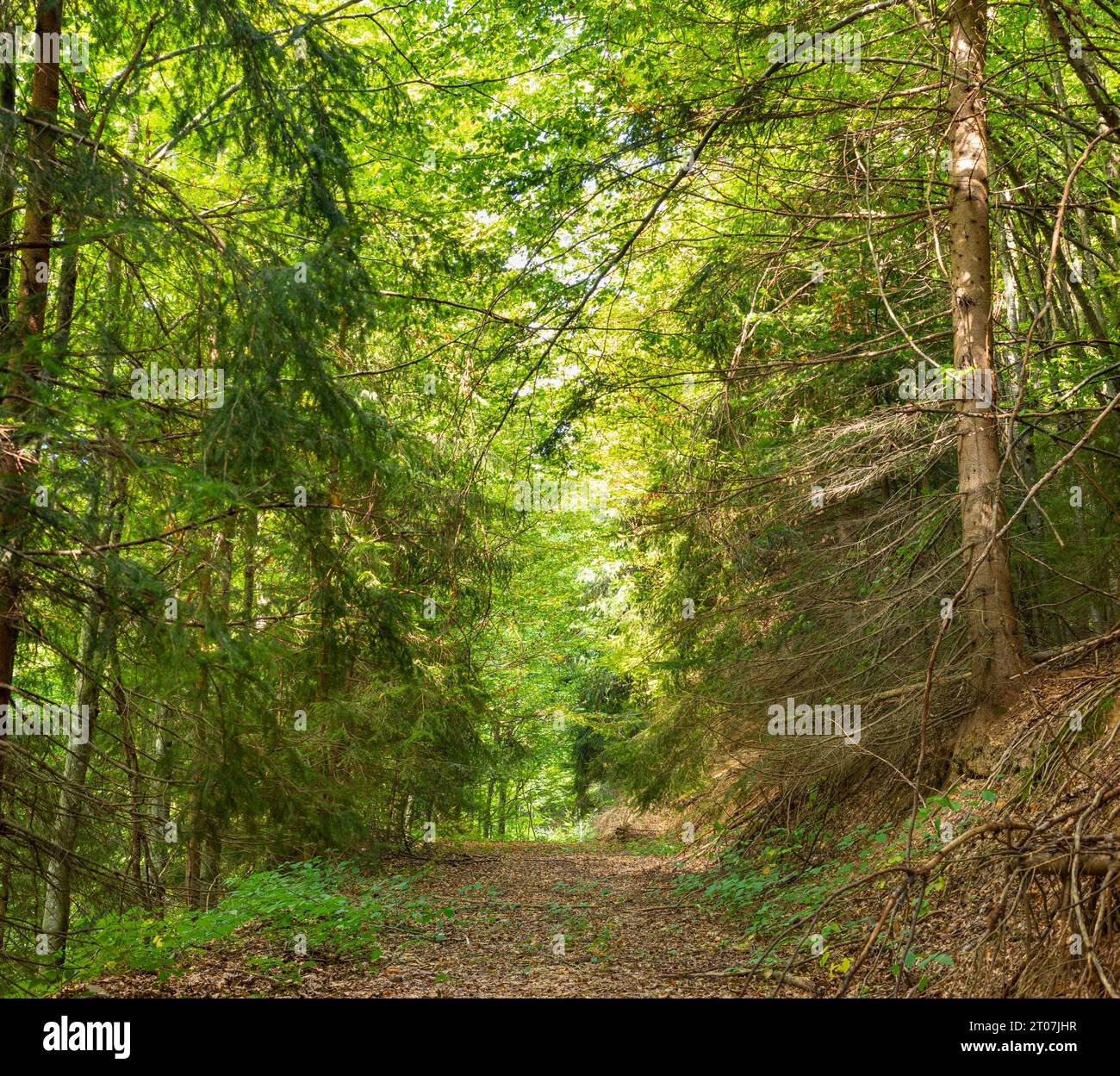 Path through mixed evergreen and beech forest on mountain slope Stock ...
