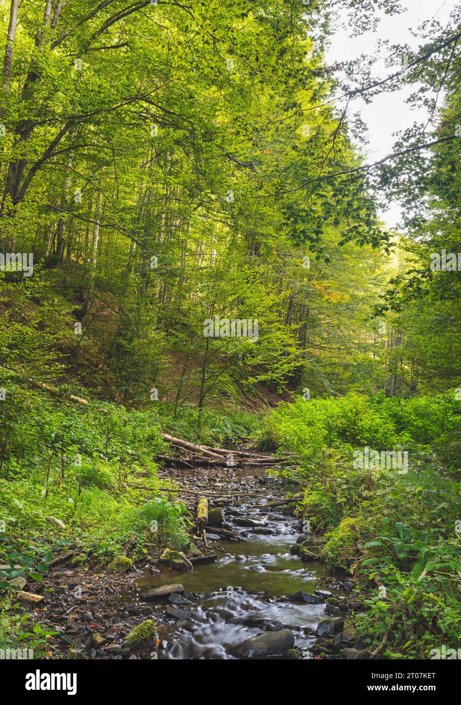 Clean mountain river flows through untouched forest at summer day Stock ...