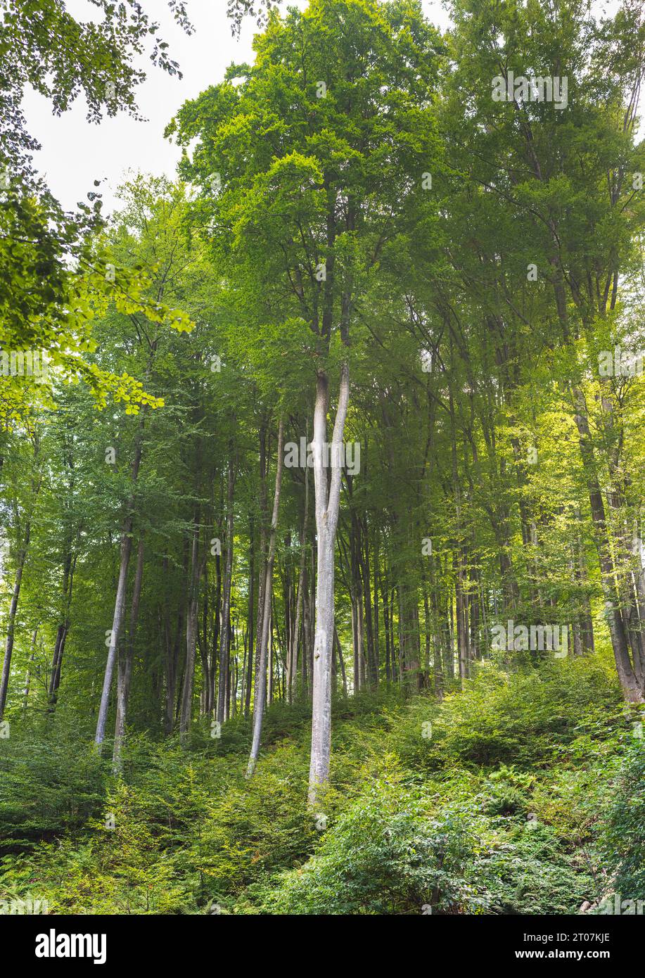 Tall beech trees in mountain forest on summer days Stock Photo - Alamy