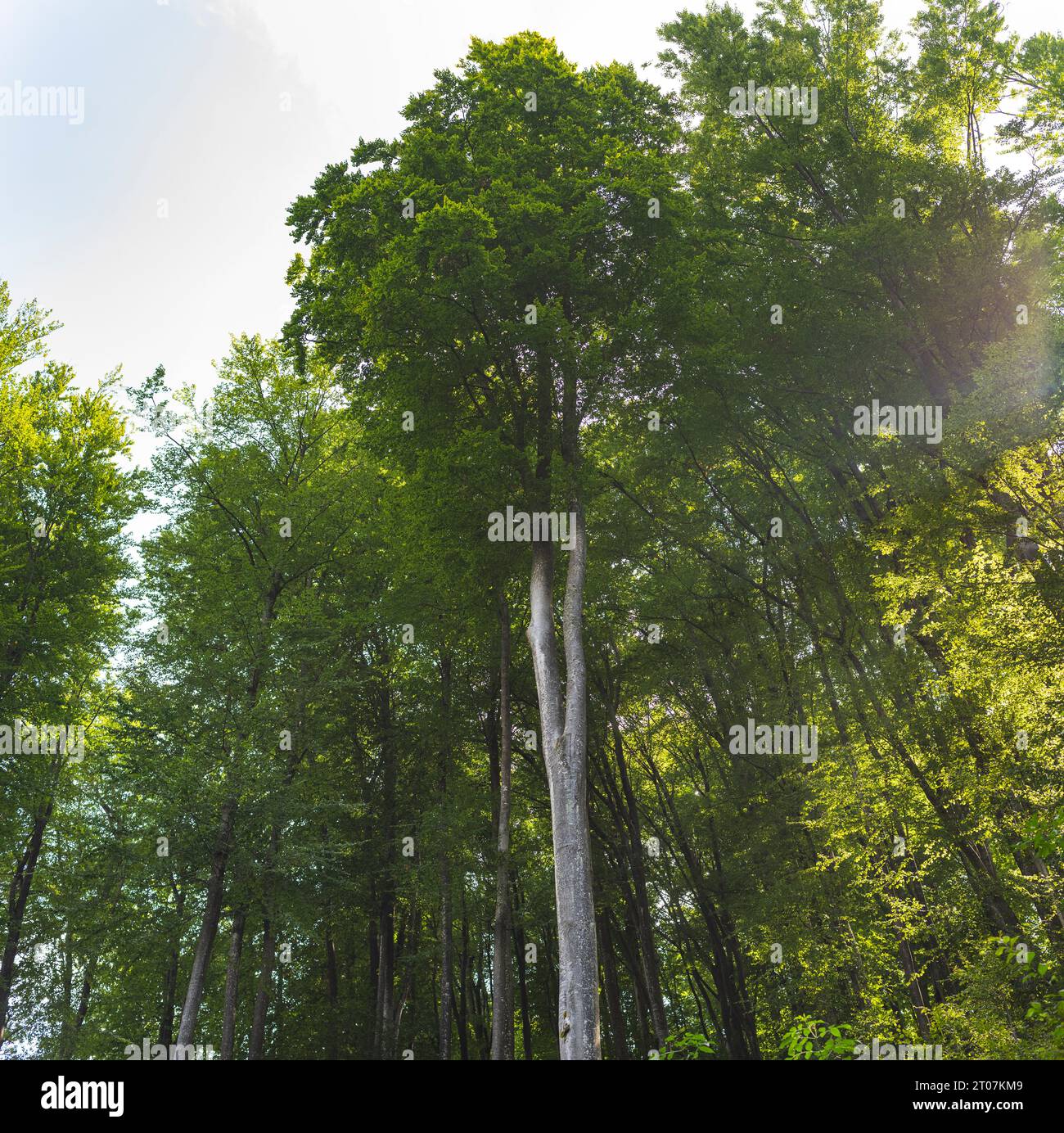 Tall beech trees in mountain forest on summer days Stock Photo - Alamy